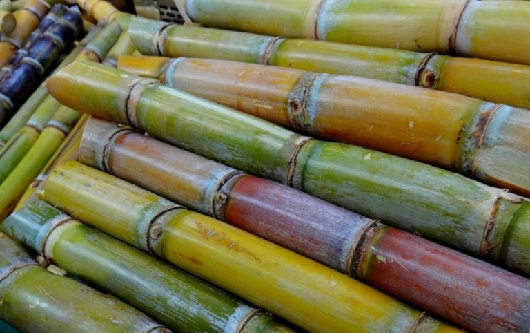 Rum production process: varieties and origins | Bulk Wine & Spirits